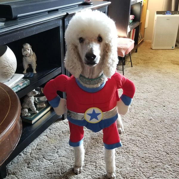 Hot Dogz Pet Spa - Dog Grooming, Pet Grooming, Pet Groomer