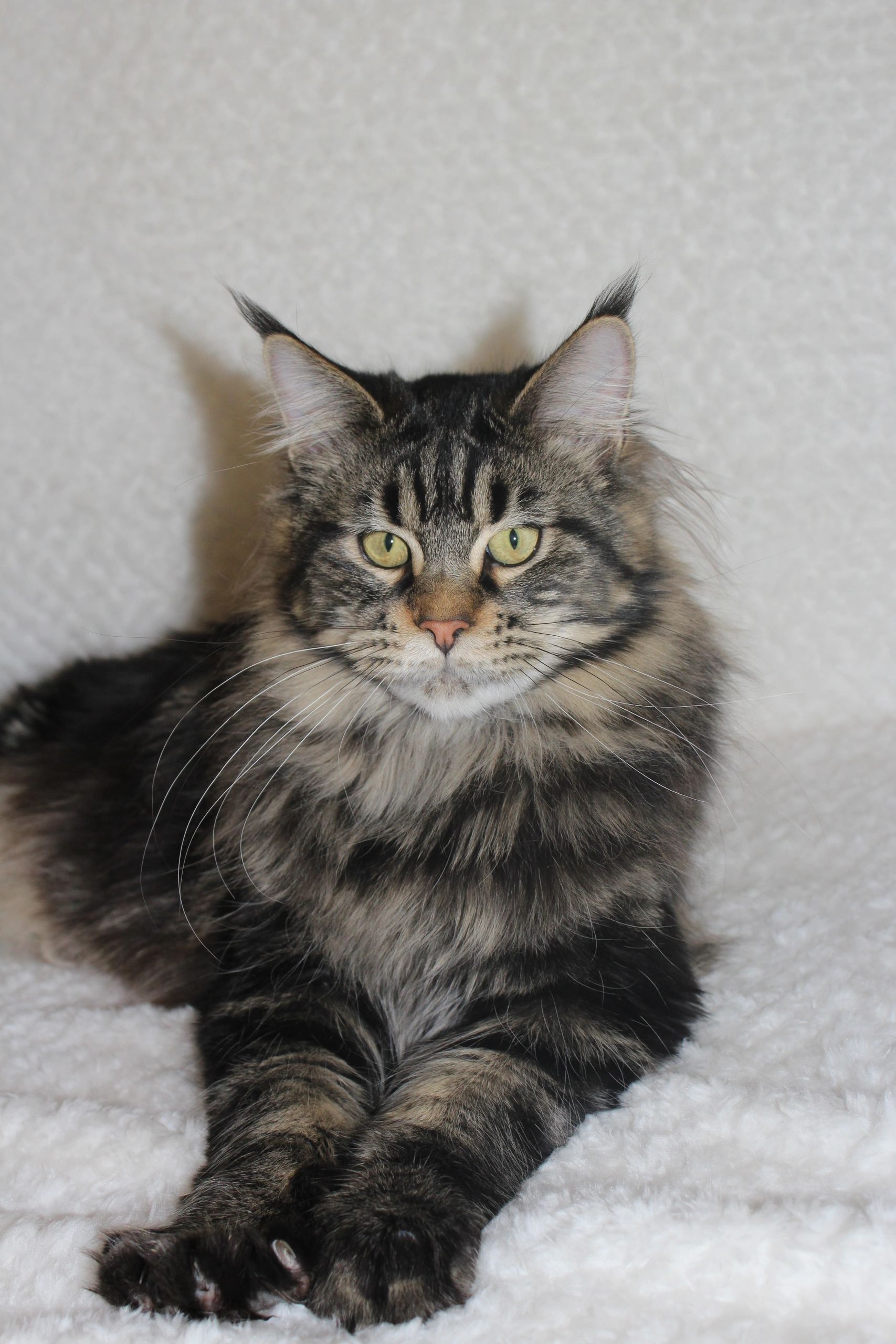 Ruff And Tufts Cattery