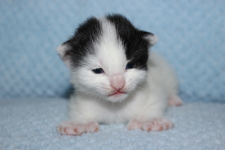 Kittens | Ruff And Tufts Cattery