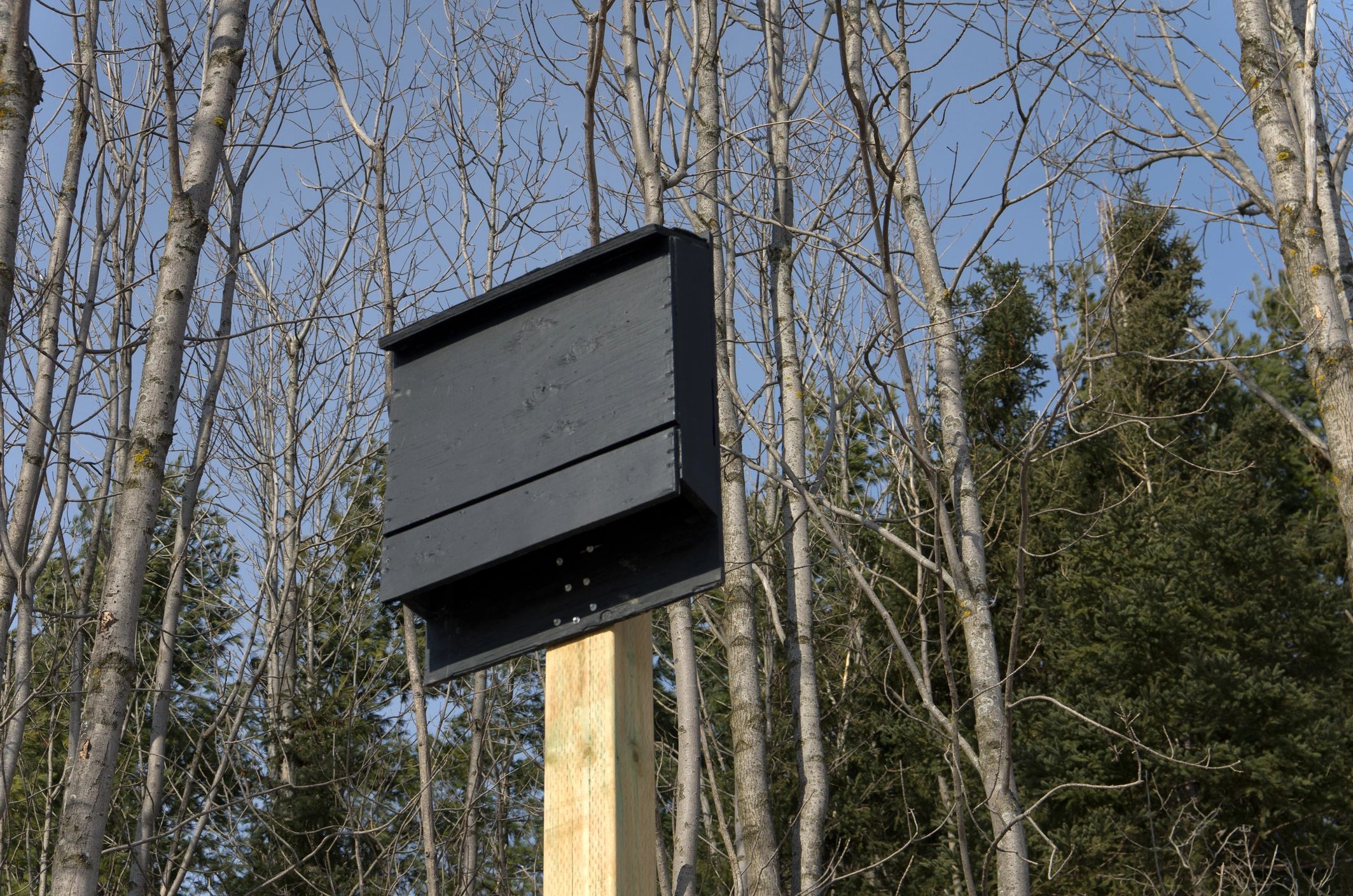 The Bat House Project