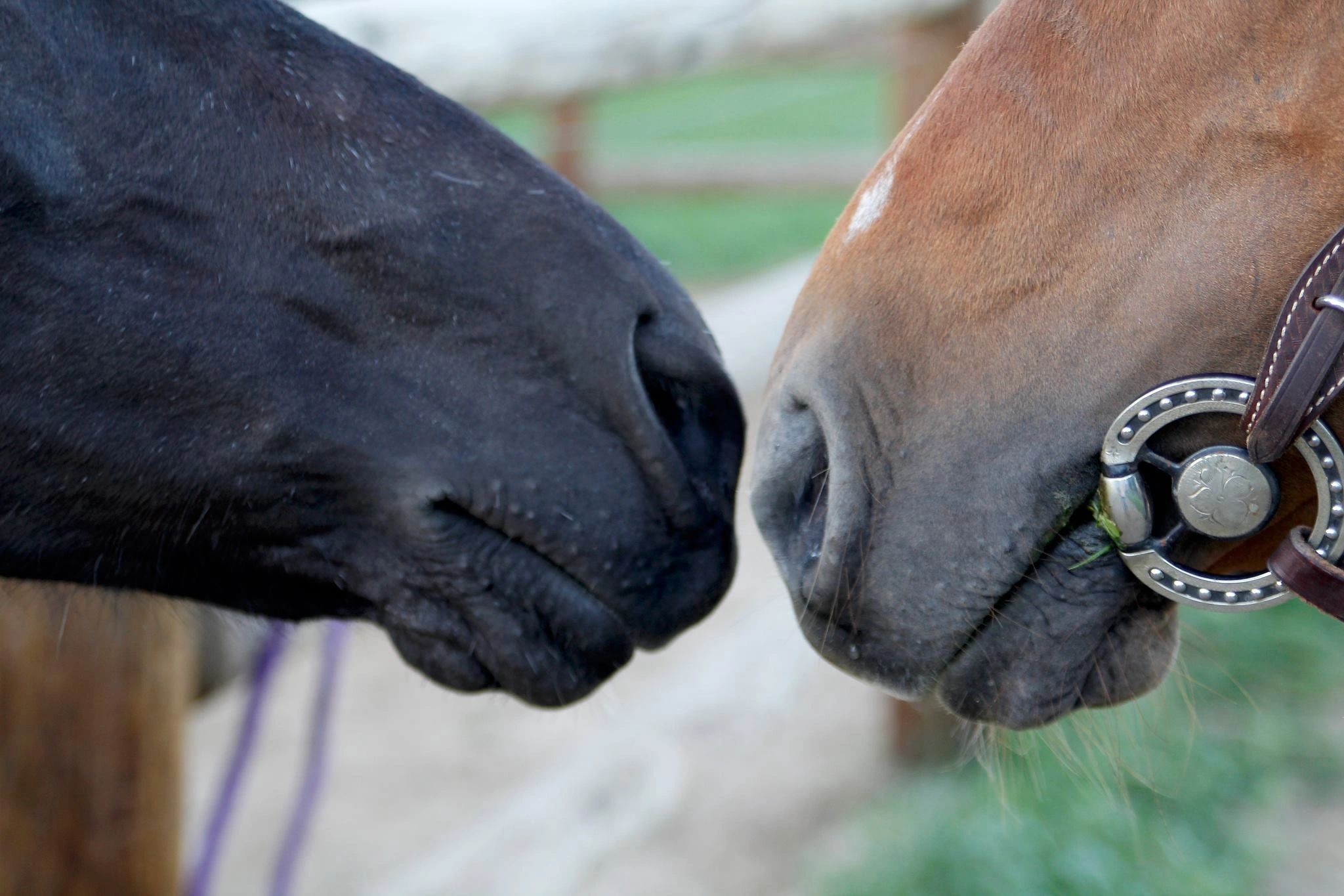 Healing Hooves Idaho