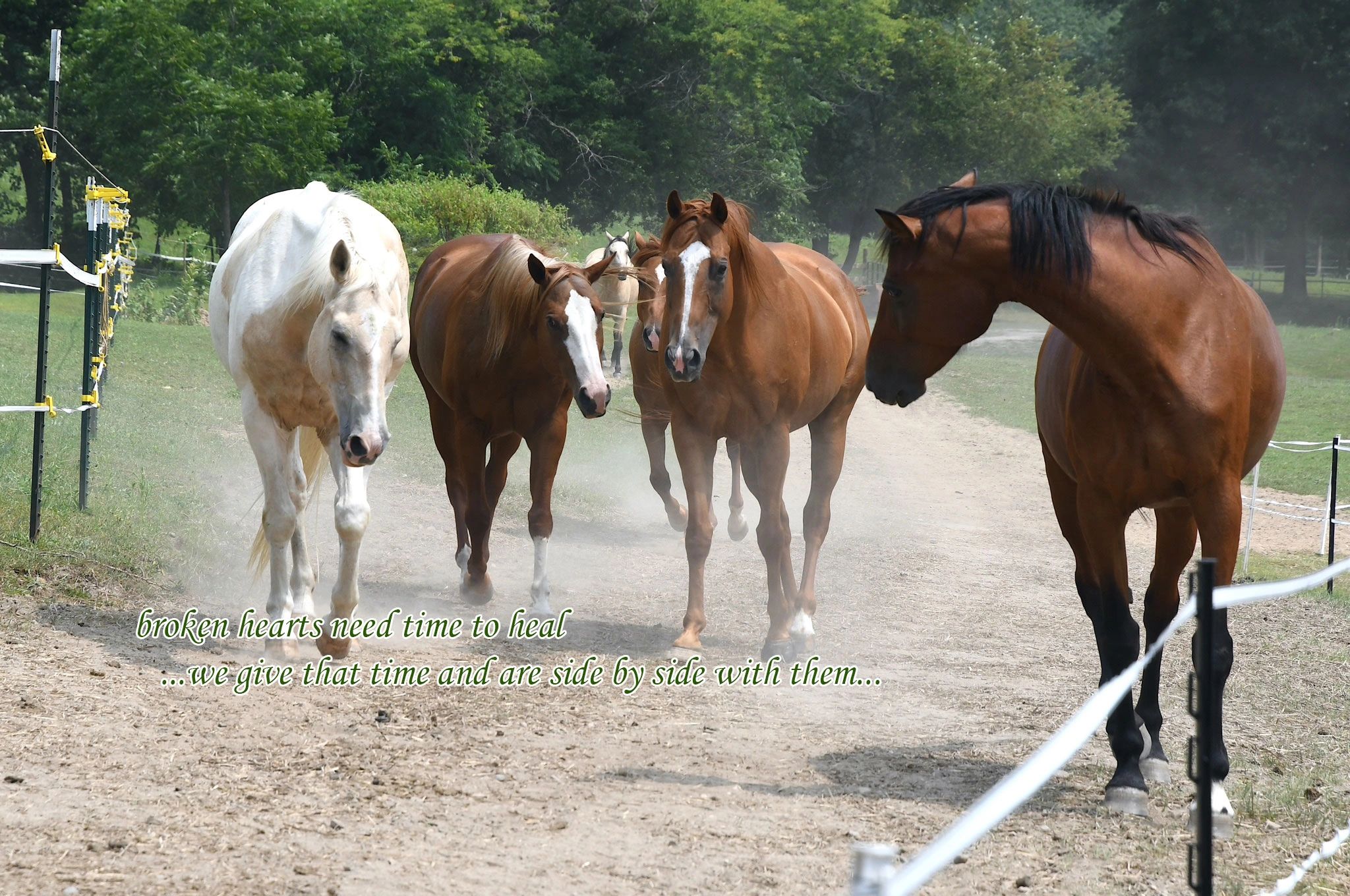 Horse Rescue and Sanctuary - Paint Pony Haven