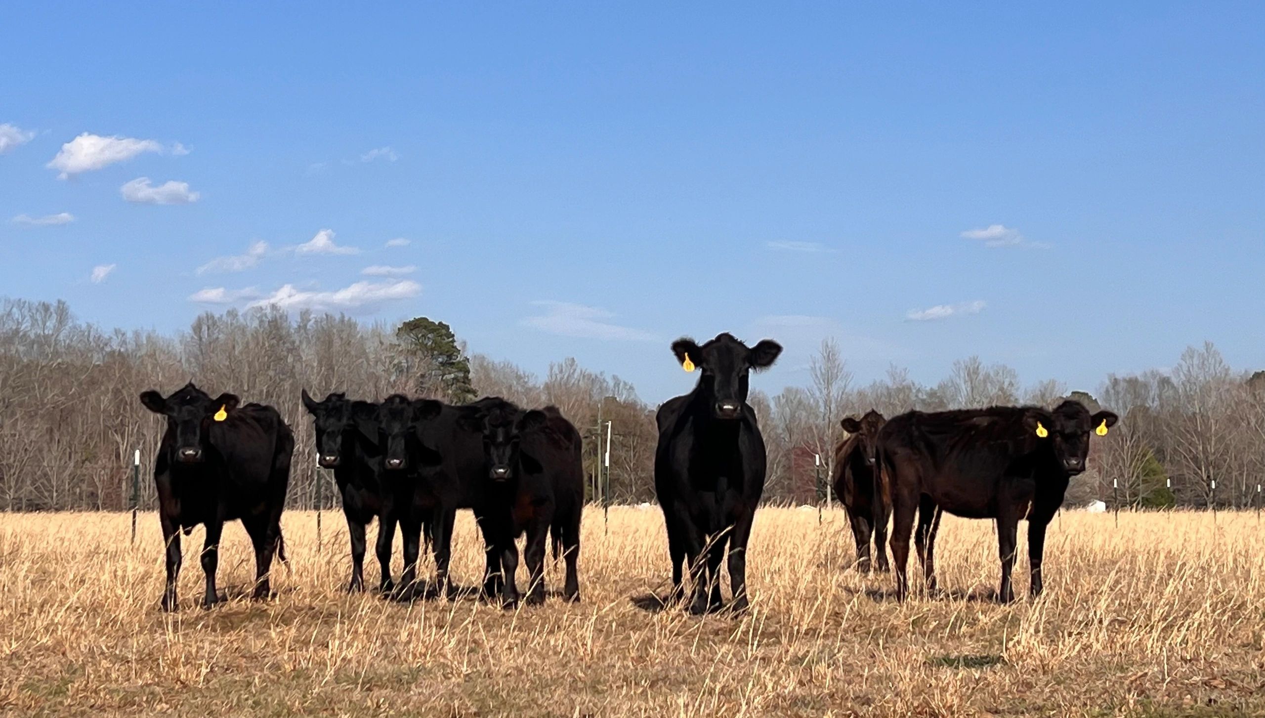 Experience Fresh Raw A2 Milk from Our Micro Dairy Farm