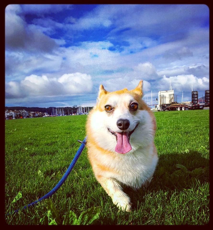 Wags Paws & Heart - Group Walks Small Dogs, Dog Walks