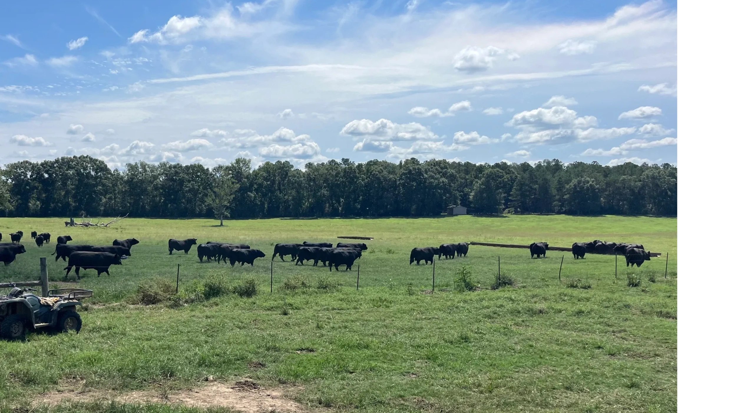 Greeneline Angus
