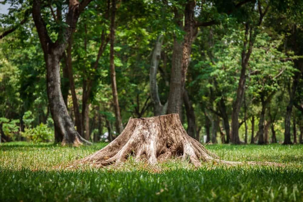 Stump Grinding - Wright & Sons Stump Grinding