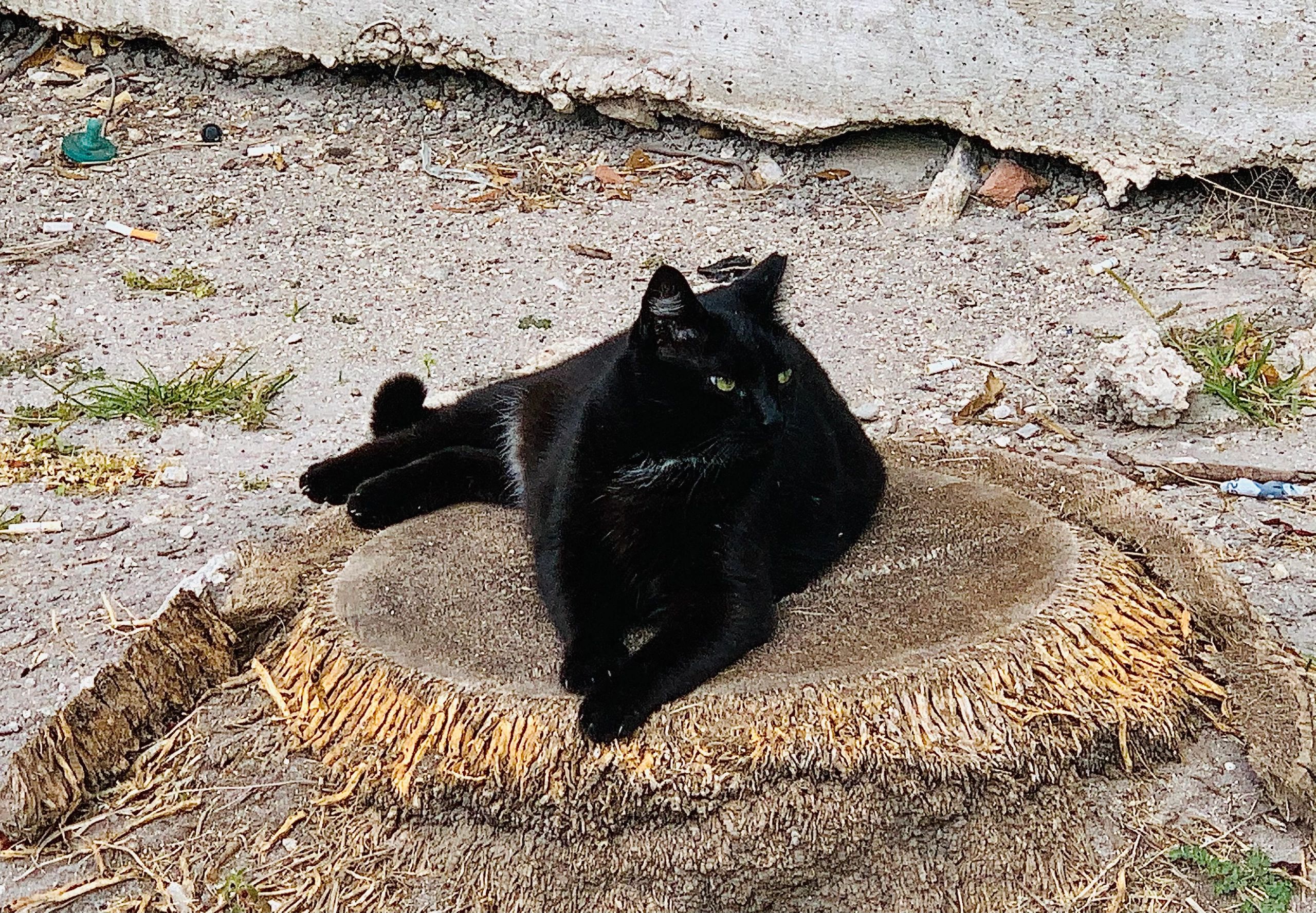 Stump Cat