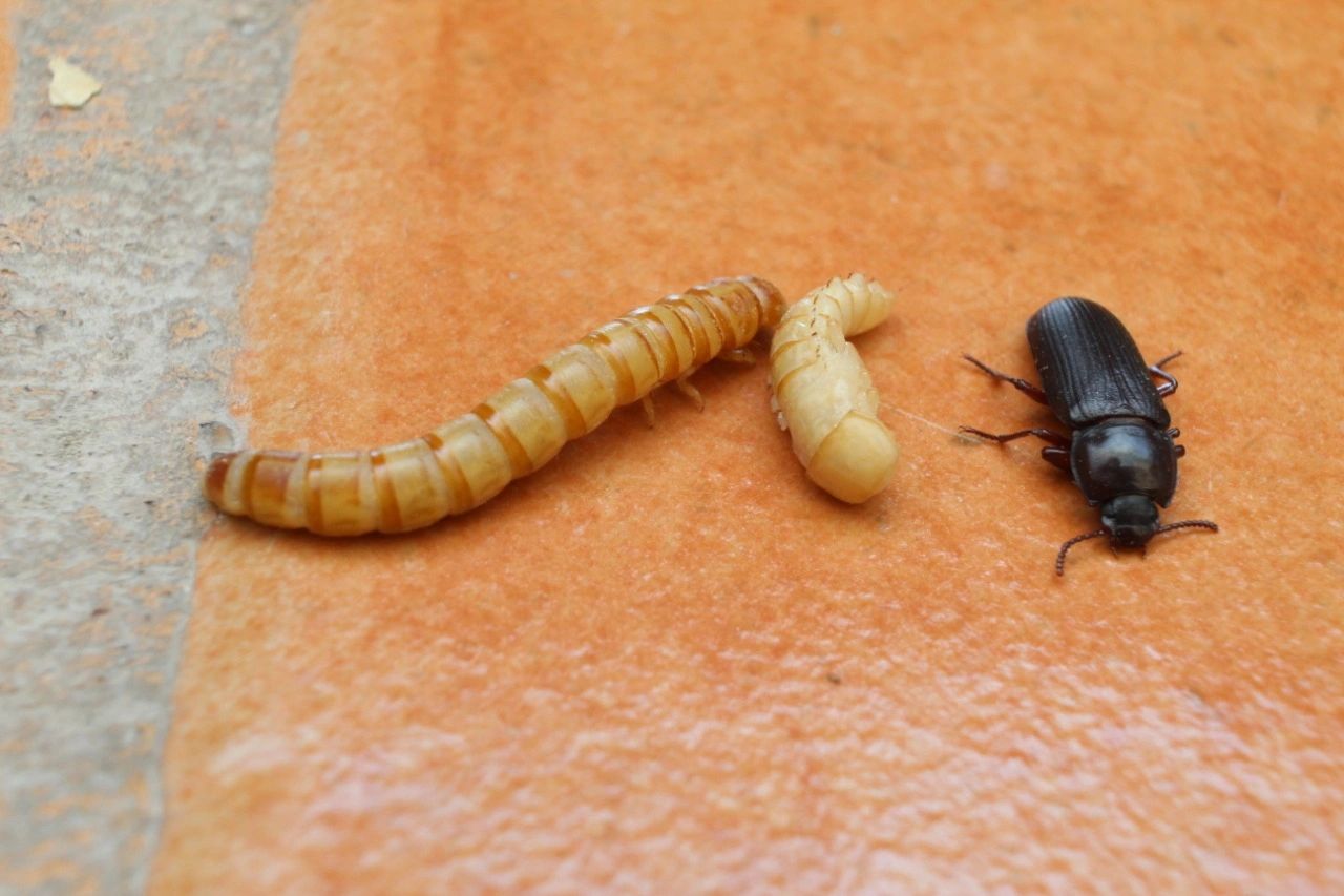 Cria Y Reproduccion De Gusano De Harina Tenebrio Molitor | My XXX Hot Girl