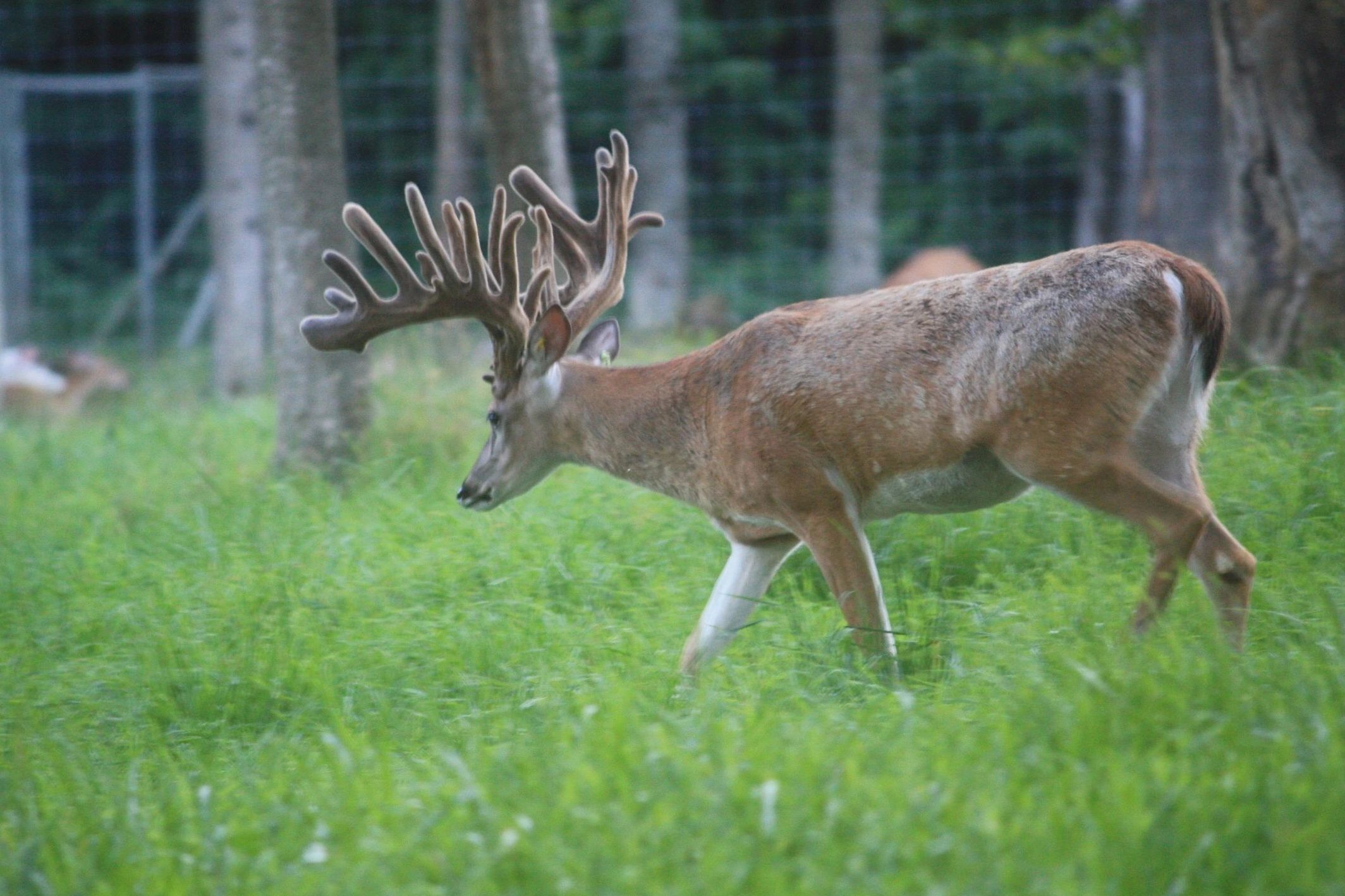 Whitetail Pines Farm