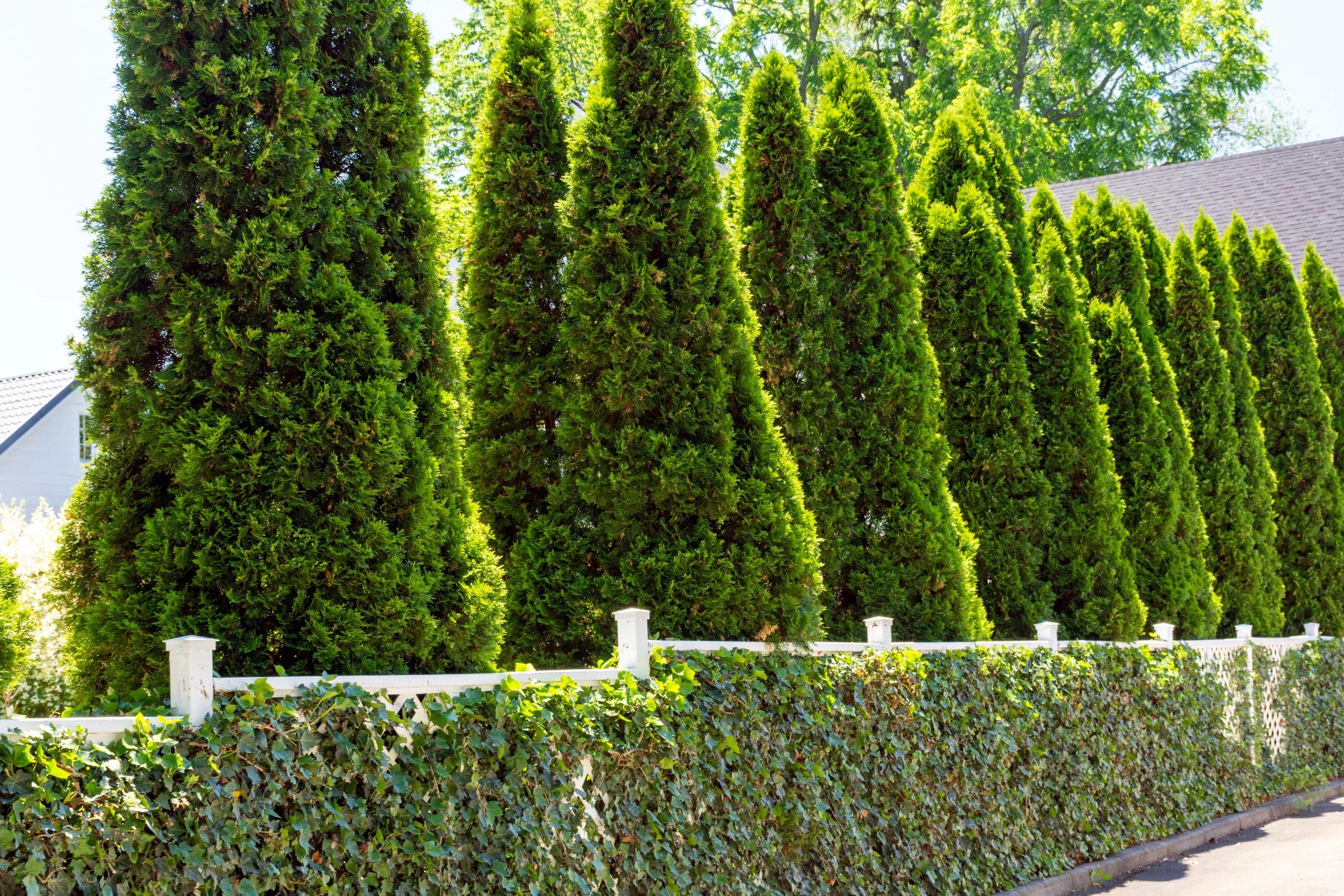 The Ultimate Guide to Privacy Trees for Your Redmond Home