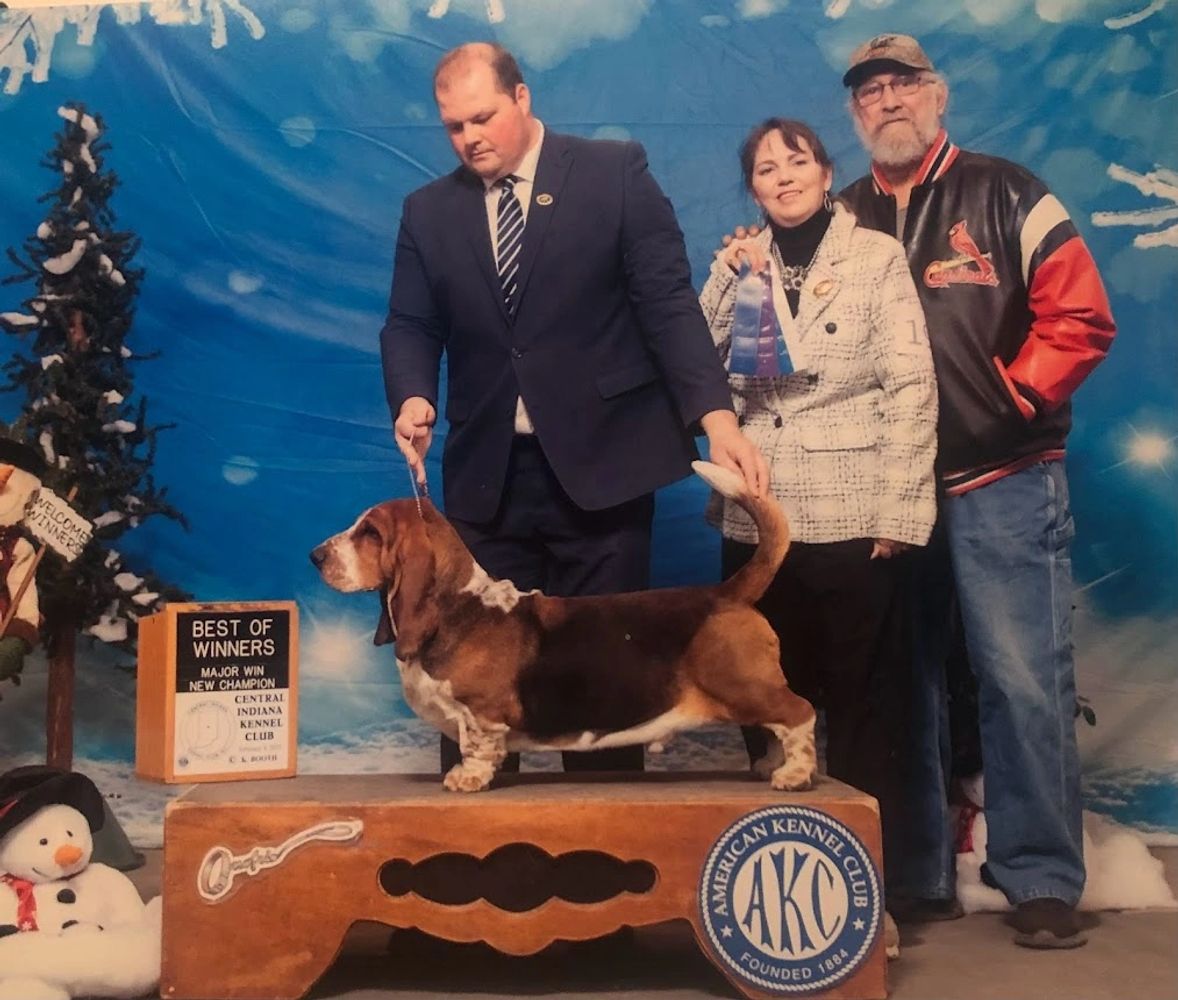 Bumpkin Basset Hounds - Breeder, Bumpkin Basset Hounds, Basset Hounds