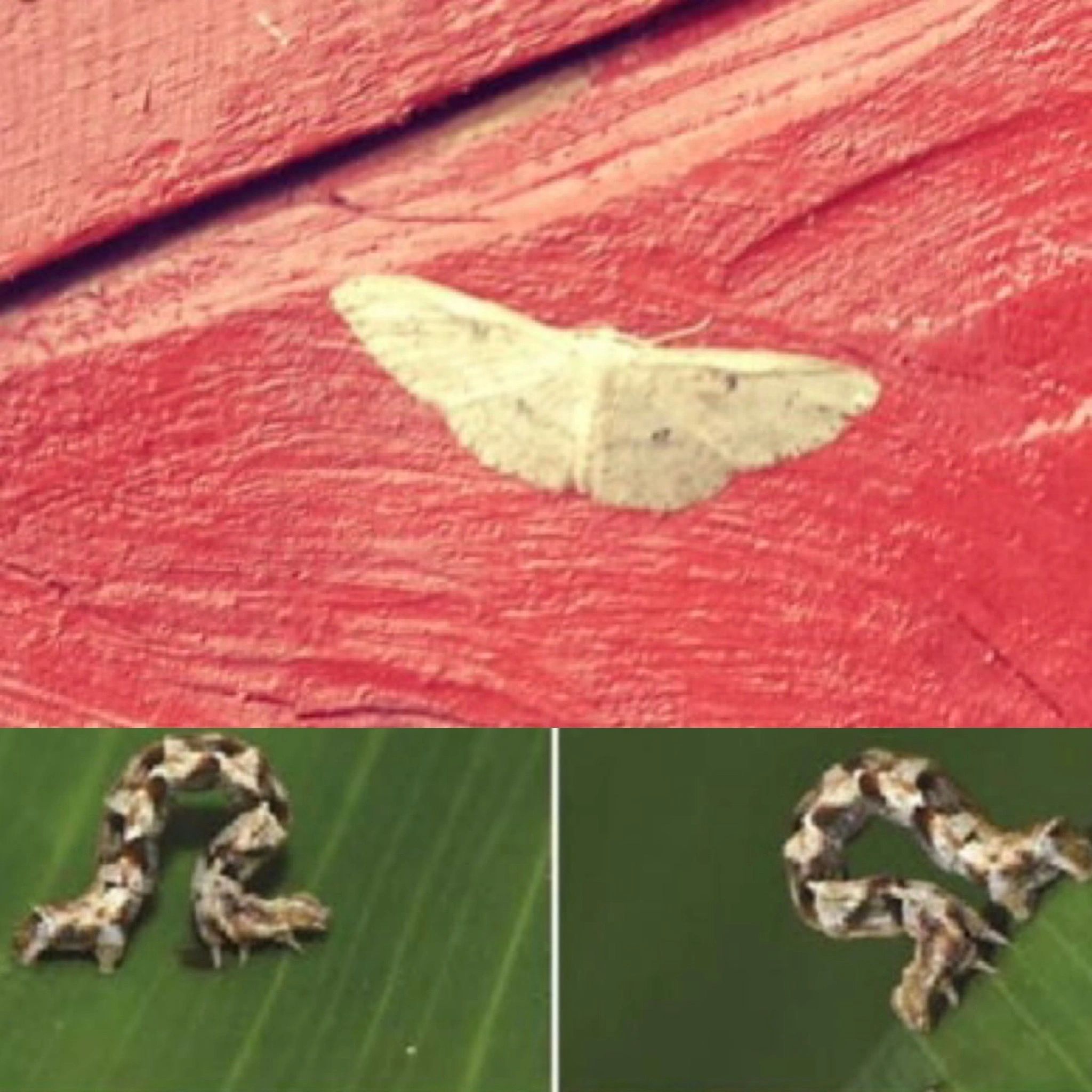 Mango semi-looper: the threat continues