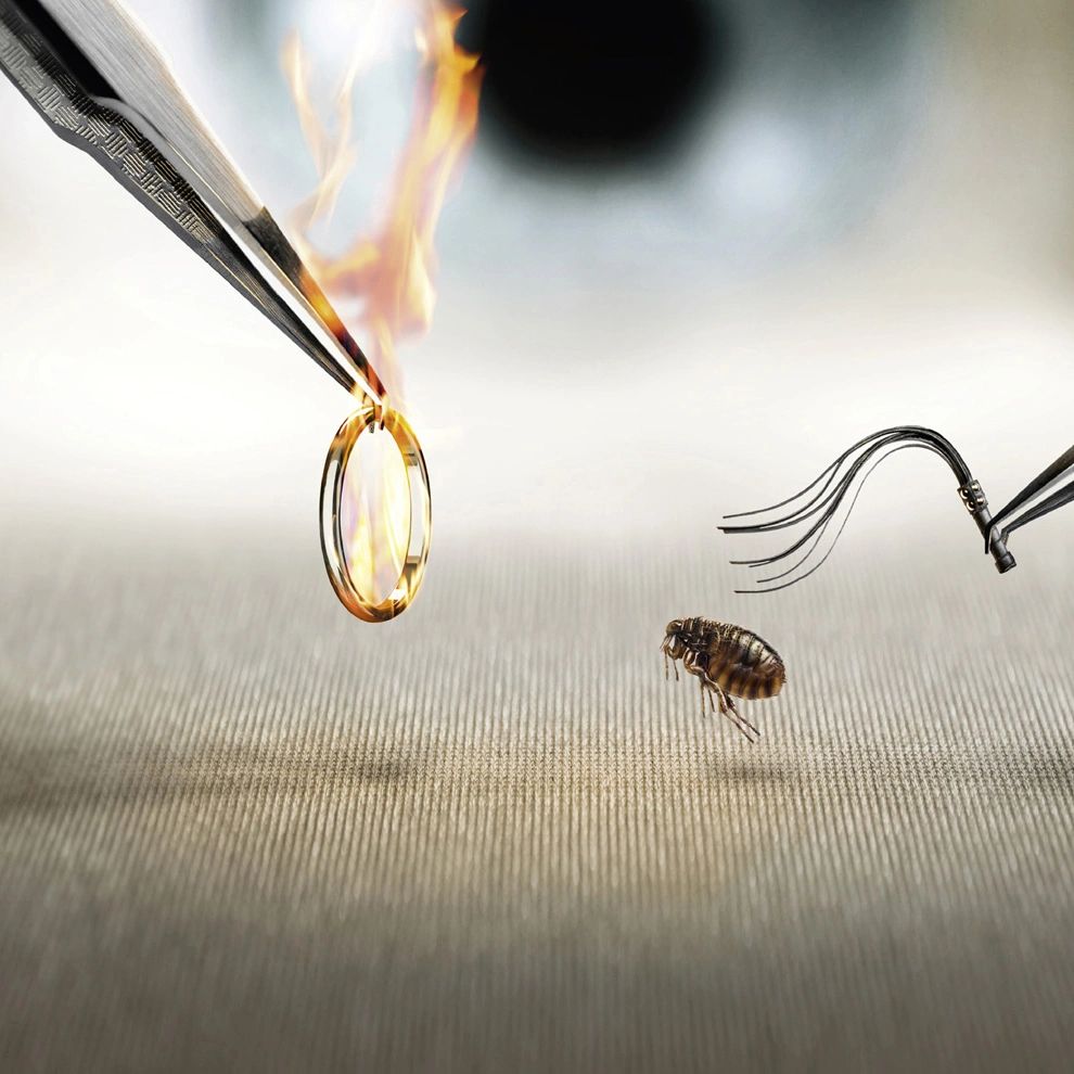 Brilliant cabinet of trained fleas