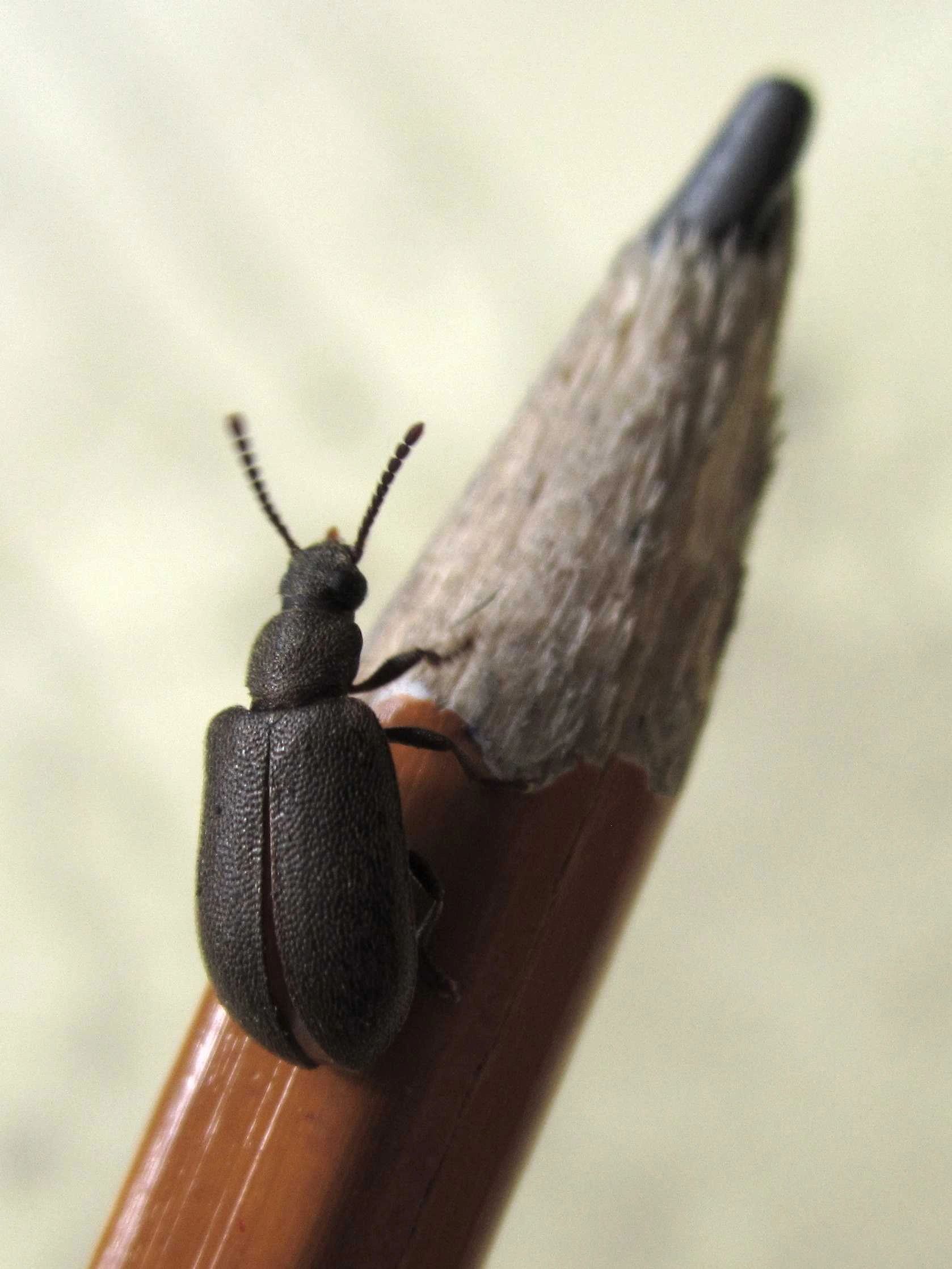 The Mupli Beetle... Long Time No See!