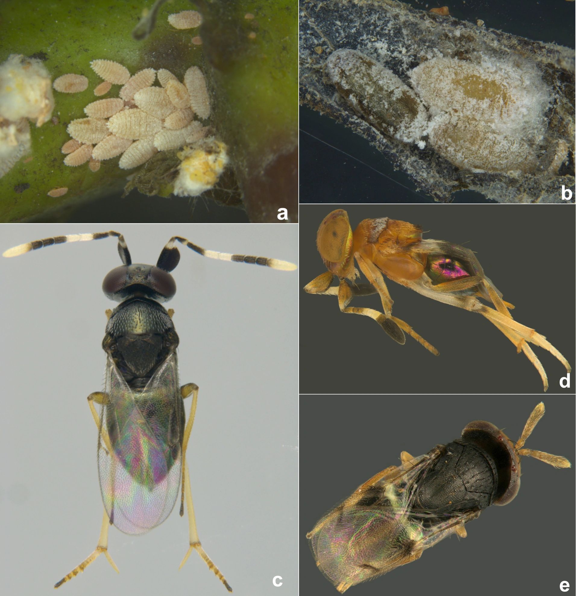 Field recovery of Anagyrus lopezi (De Santis)