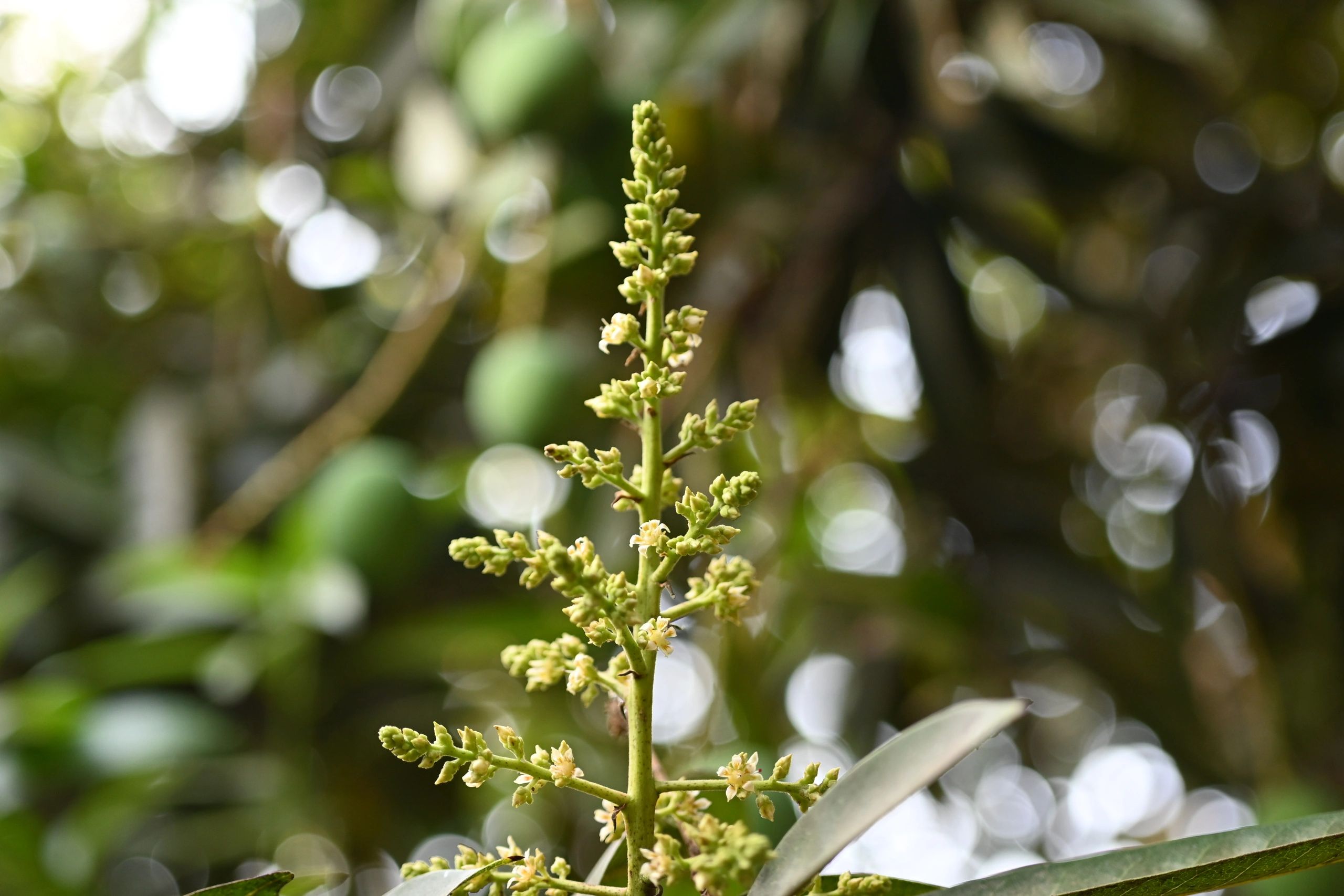Mango flowering: Begin with Good Agricultural Practices (GAP)