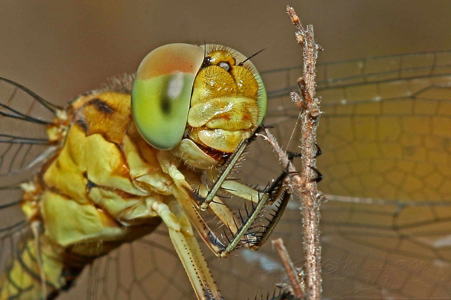 Enhancing Biodiversity: Increasing Insect Diversity