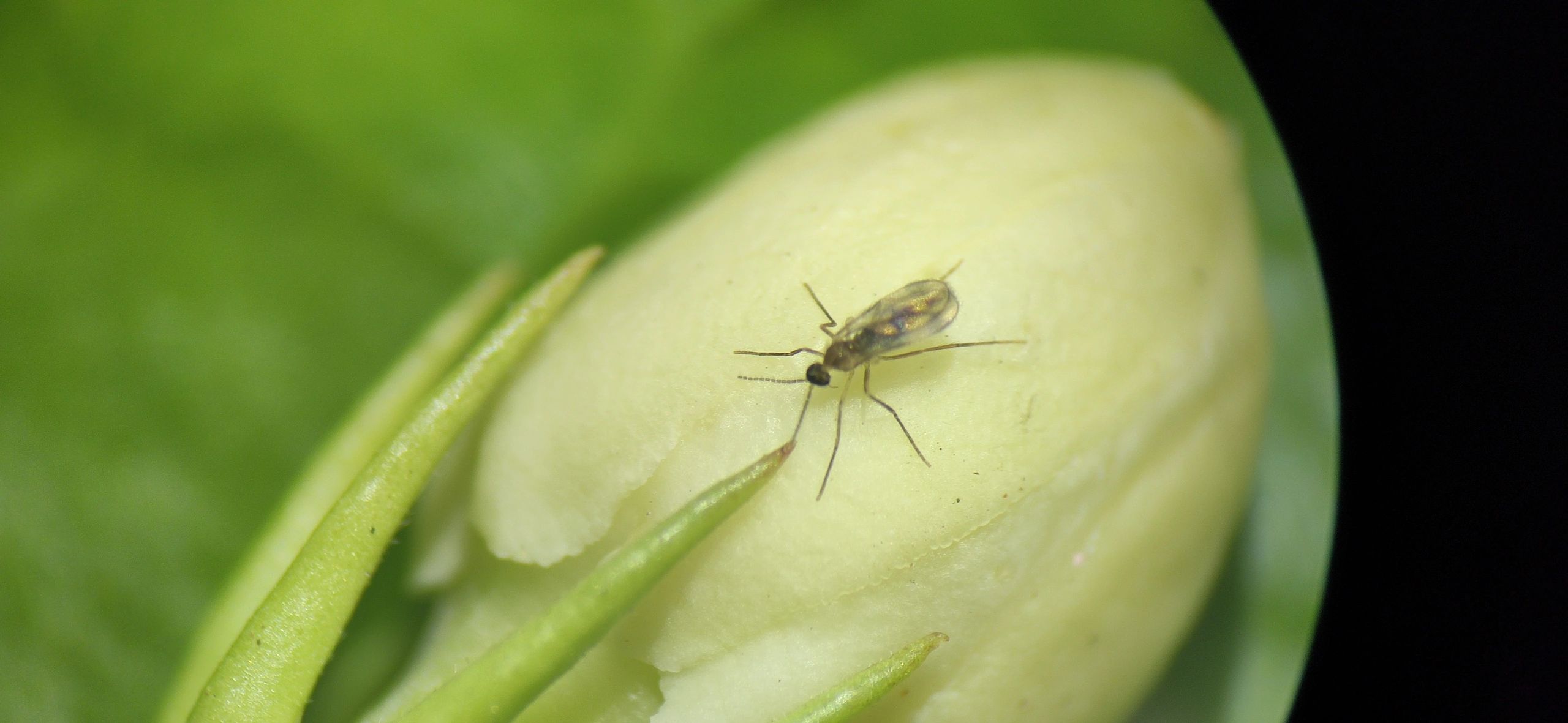 Contarinia icardiflores: A New Blossom Midge Threatening Jasmine