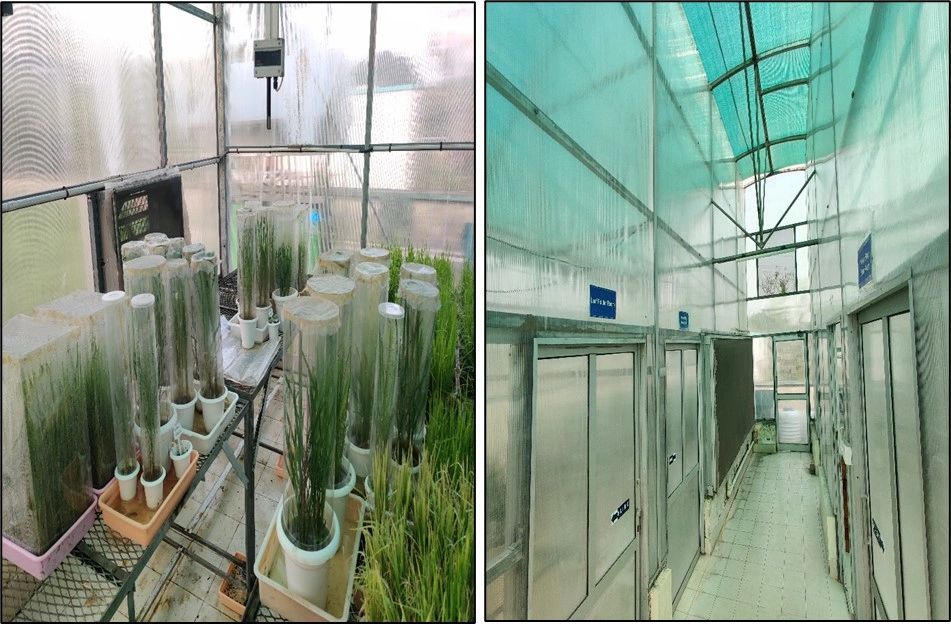 ICAR-NRRI Mass-Rearing Insectarium for rice pests