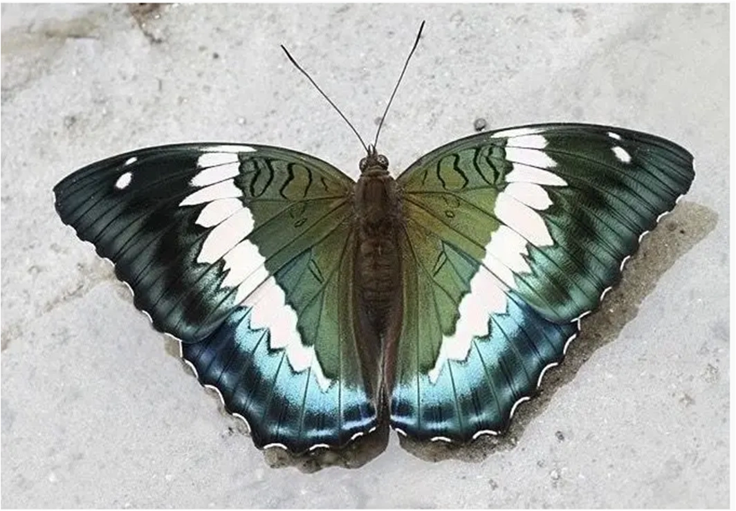 The Blue Duke (Bassorana durga) - State Butterfly of Sikkim