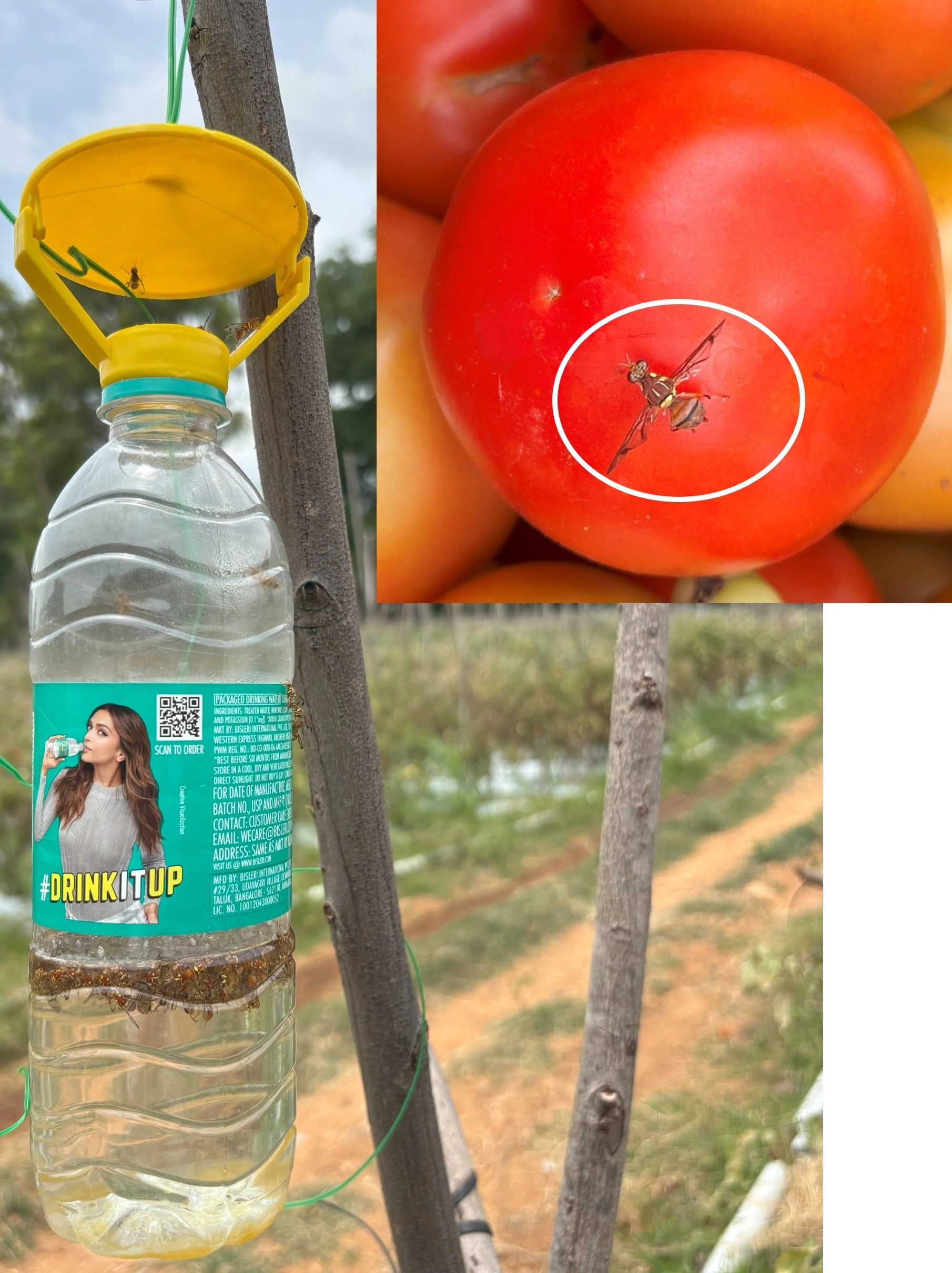 Red Discarded Harvest, Bitter Loss: Fruit Fly Outbreak on Tomato