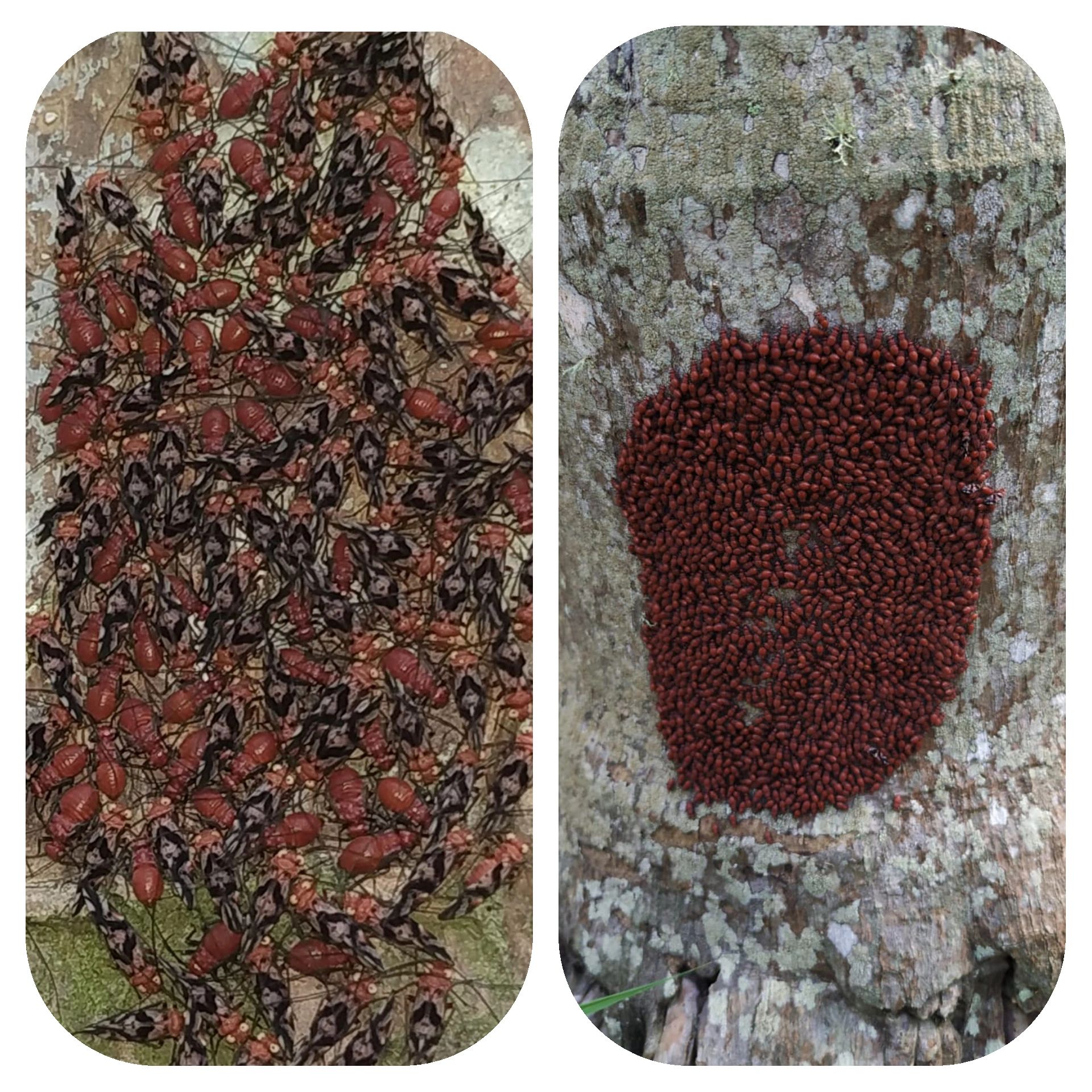 Tree cattle - a scavenger cleaning the bark of trees