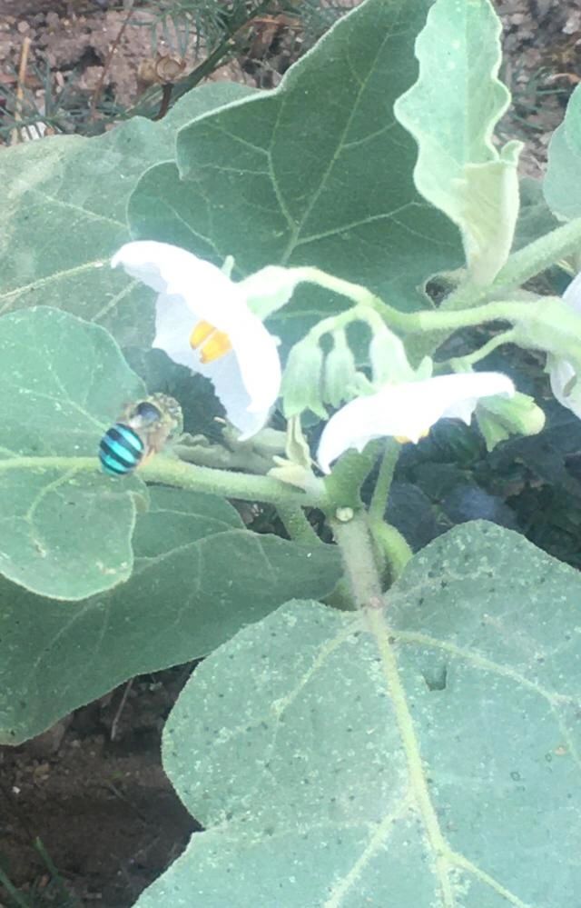 Conserving the blue banded bee, Amegilla zonata