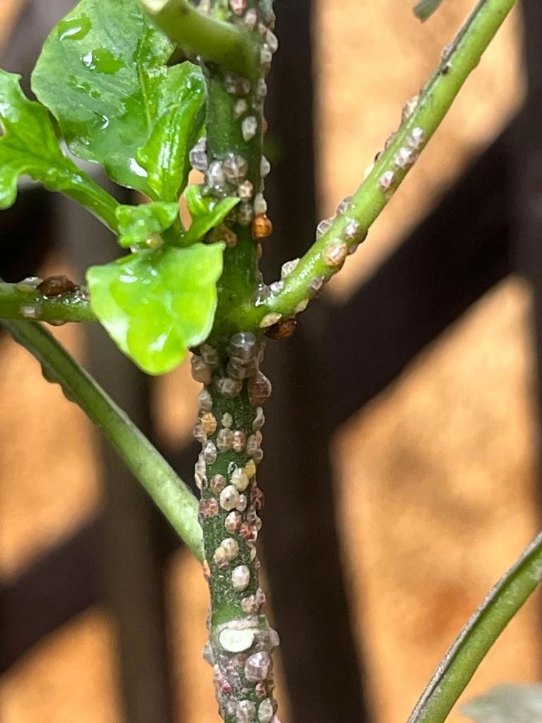 Coffee Scale Insect, Saissetia coffeae: From Coffee to Flowers!