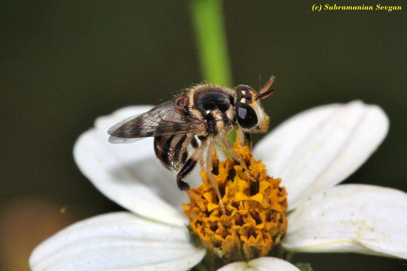 Insect Environment - Home