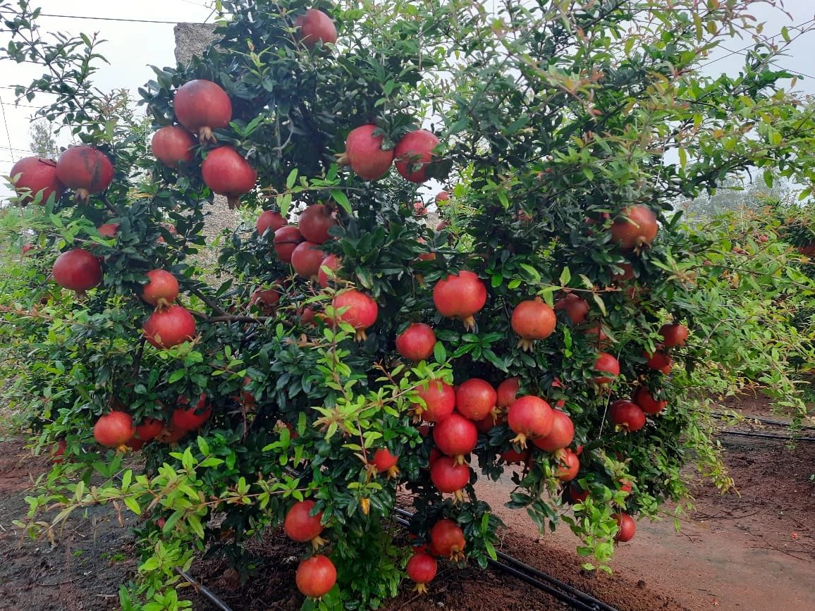 Pomegranate: The Rising Star-crop