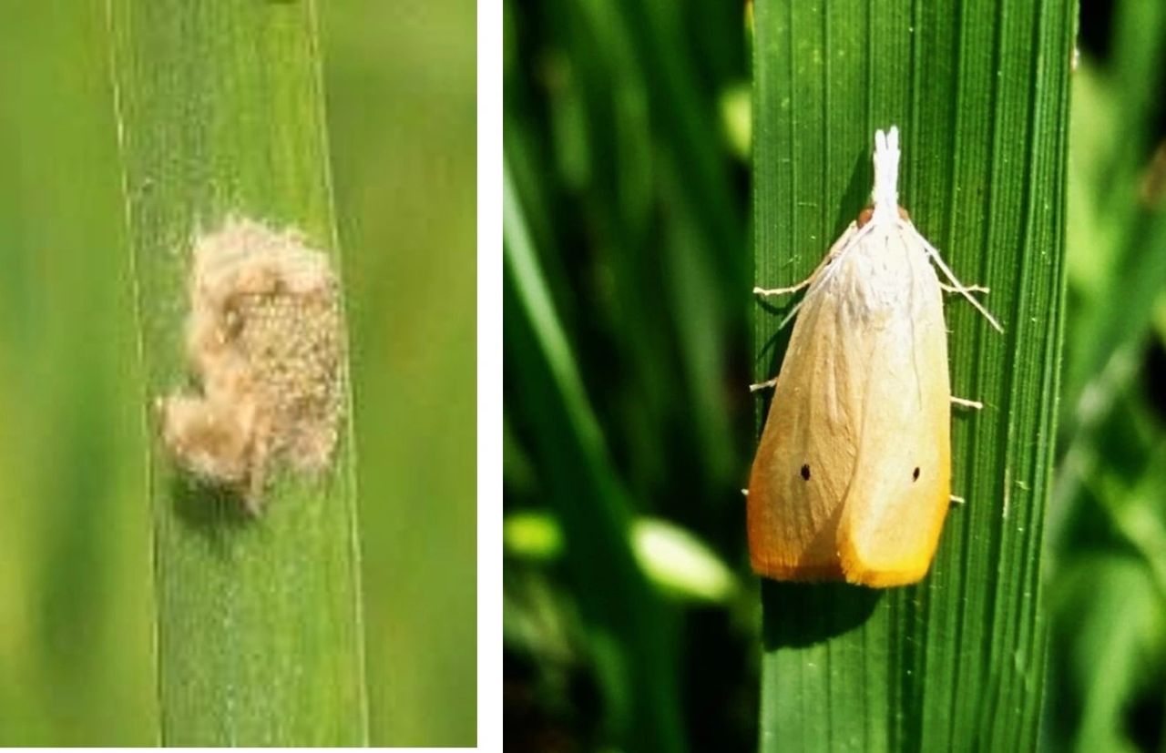 Dhan Me Tana Chedak Ki Dawa, Paddy Stem Borer Control