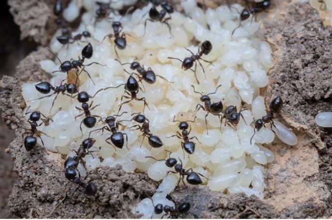 Ant pupae give ‘milk’ to the colony