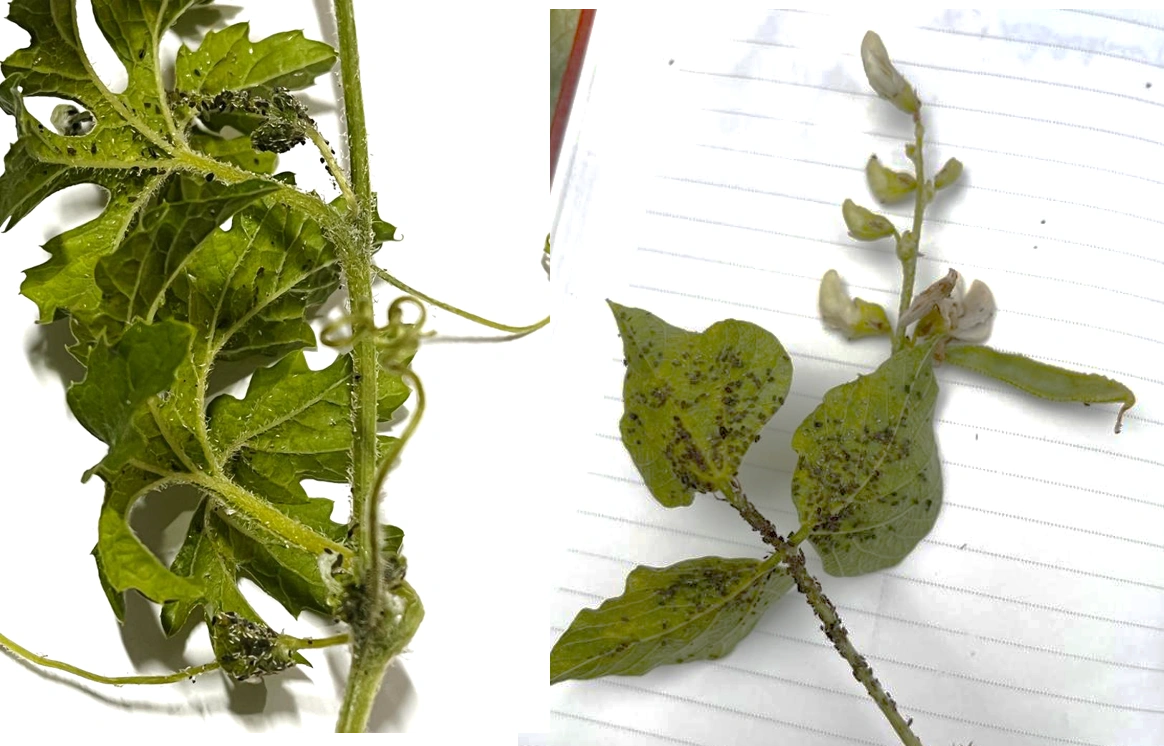 Aphids in the air…. Red Alert for Papaya Virus!