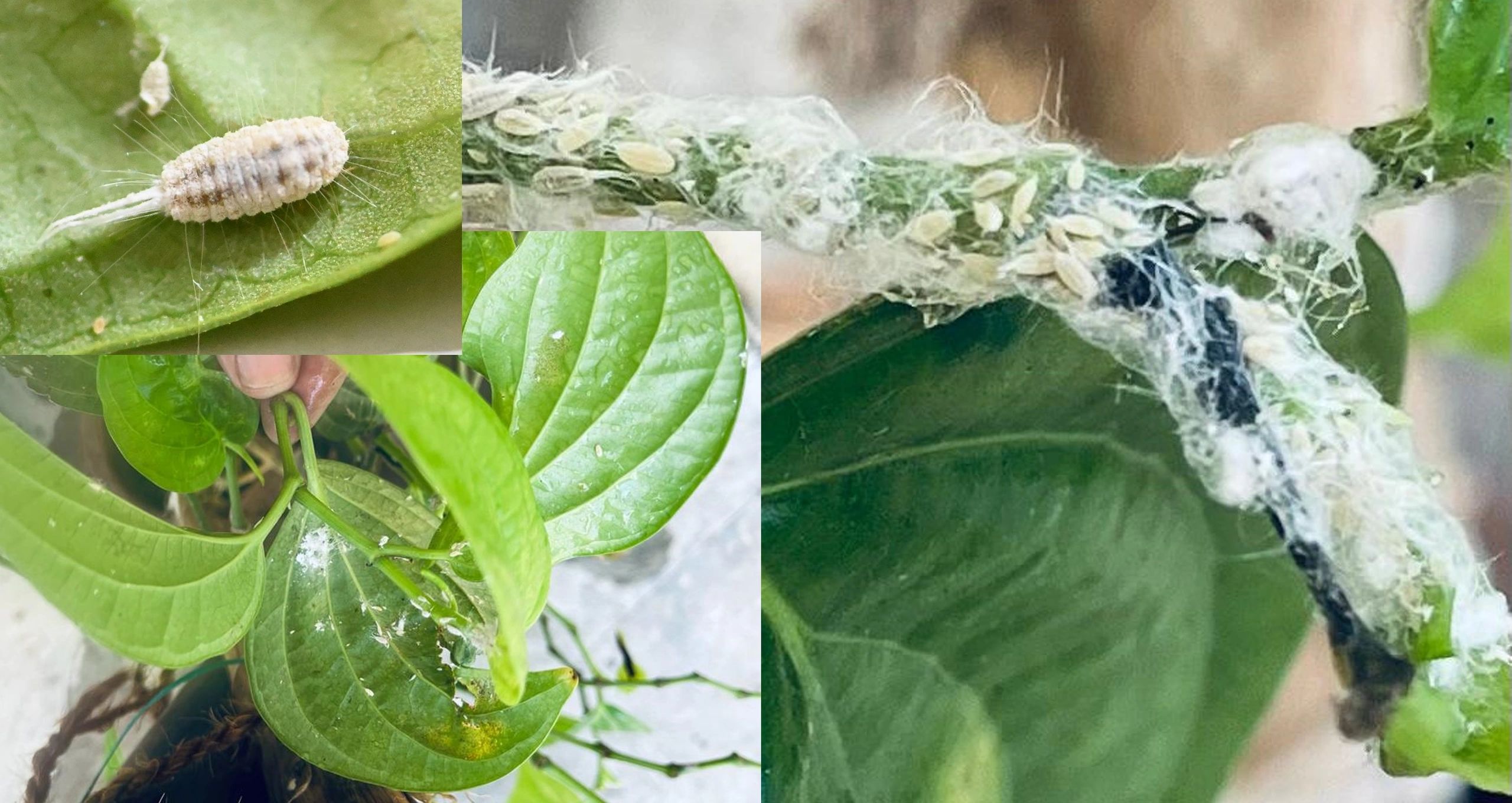 Chewing leaves get sucked by Ferrisia mealybugs