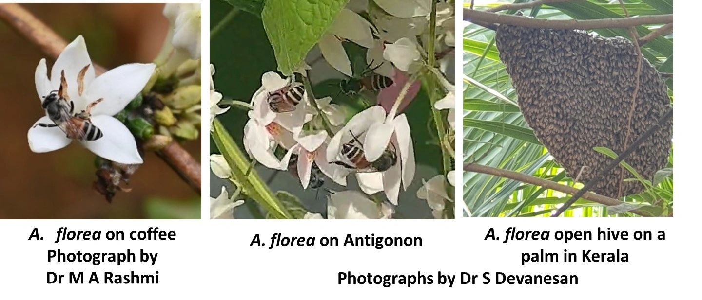 Farm Level Conservation of Apis florea: A Viable Model