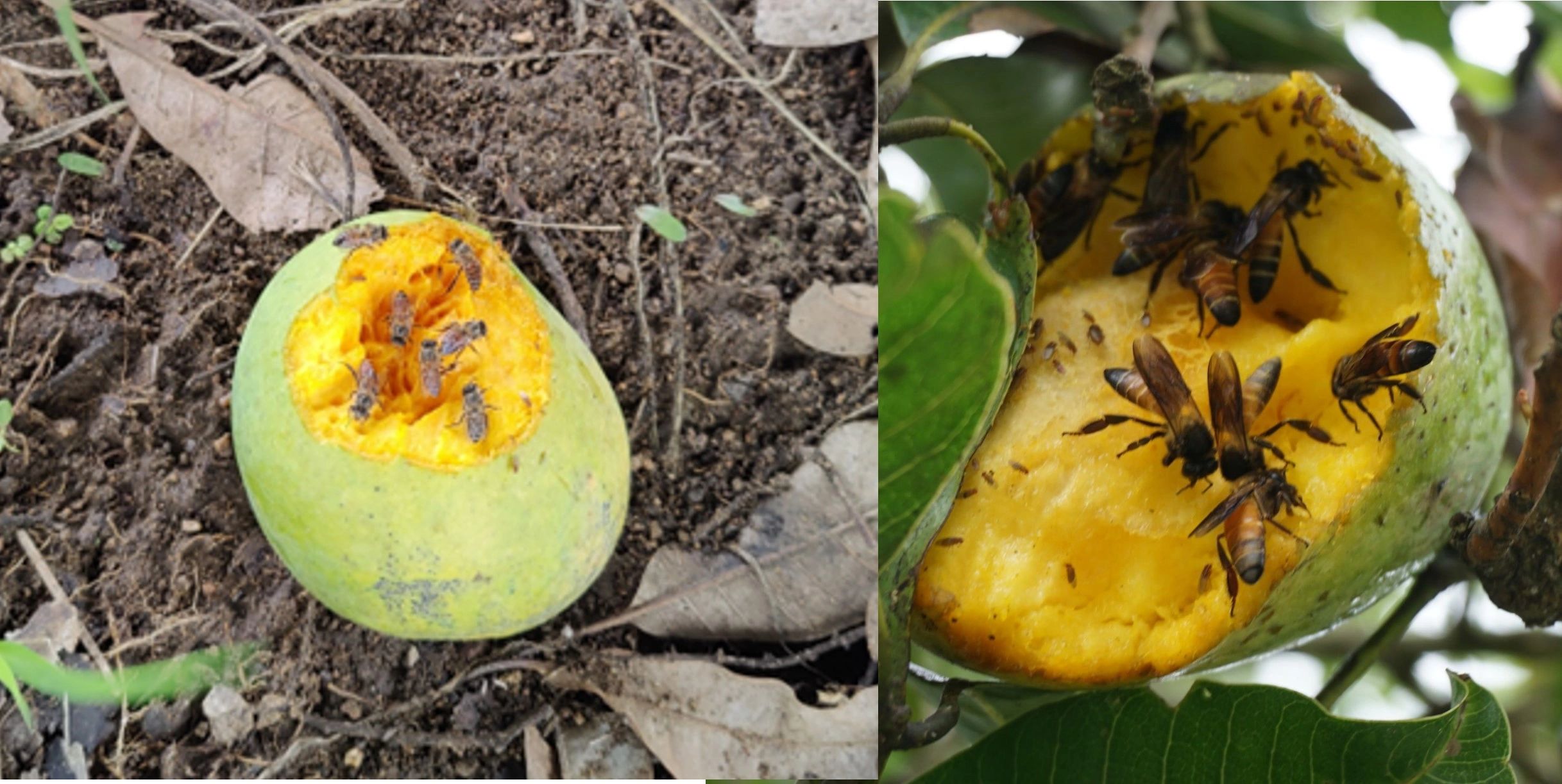 Bees Find Fallen Mangoes Attractive!!