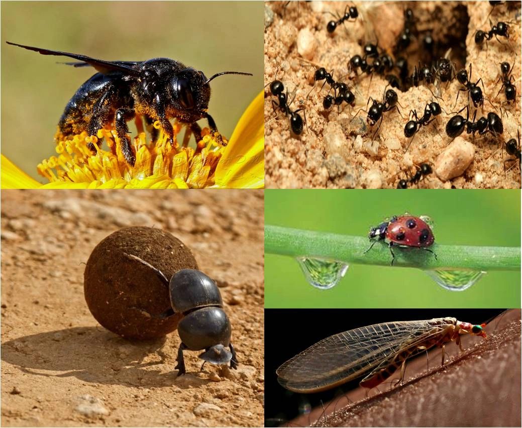 Insects Sustain Biodiversity