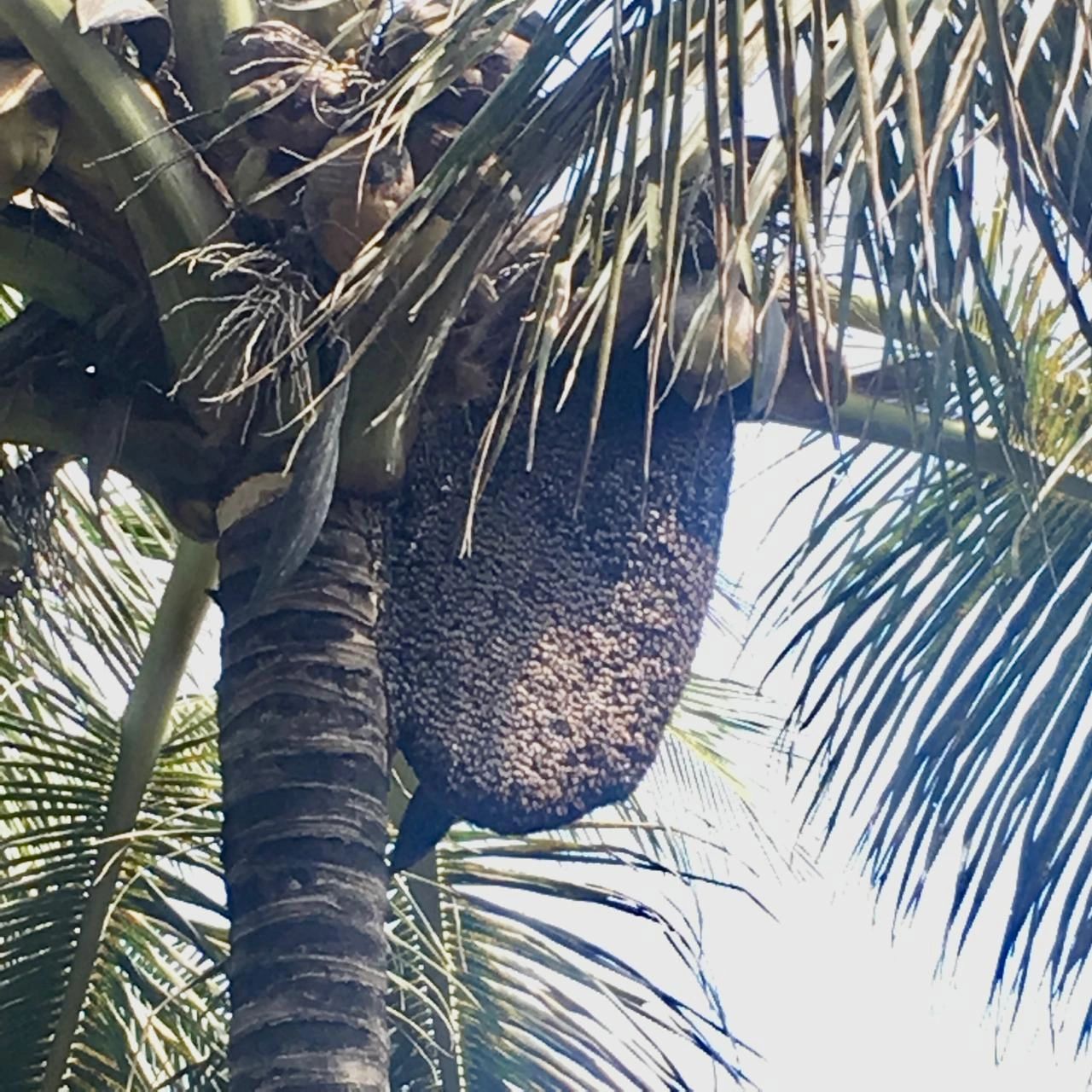 Nesting Niche Limitations for the Rock Bee, Apis dorsata