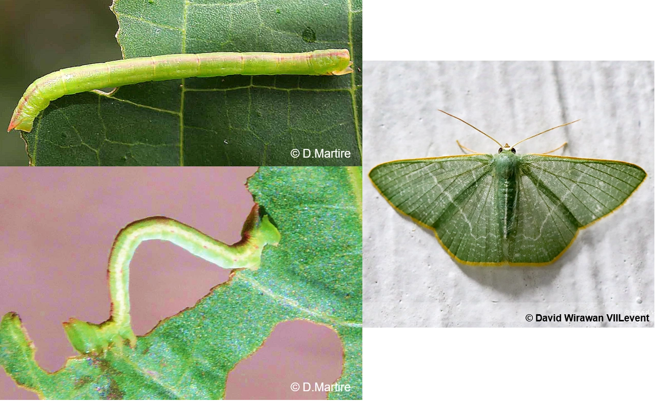 Green Moth Signals Red