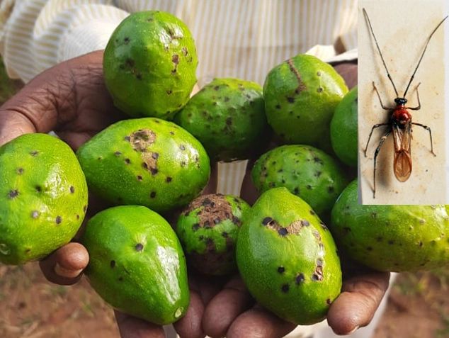 Helopeltis Bug: A new rage against Avocado?