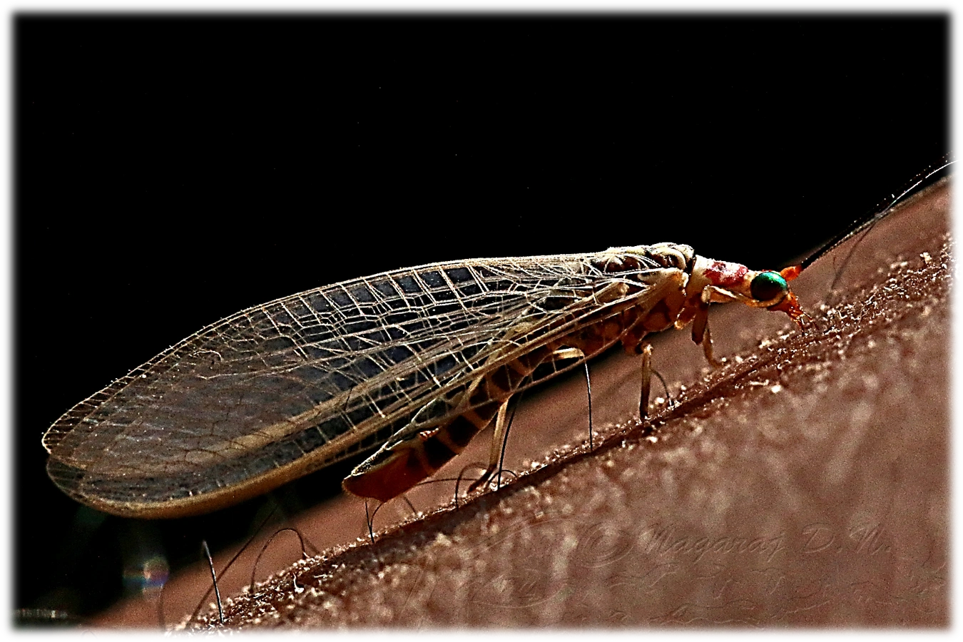 Product Announcement