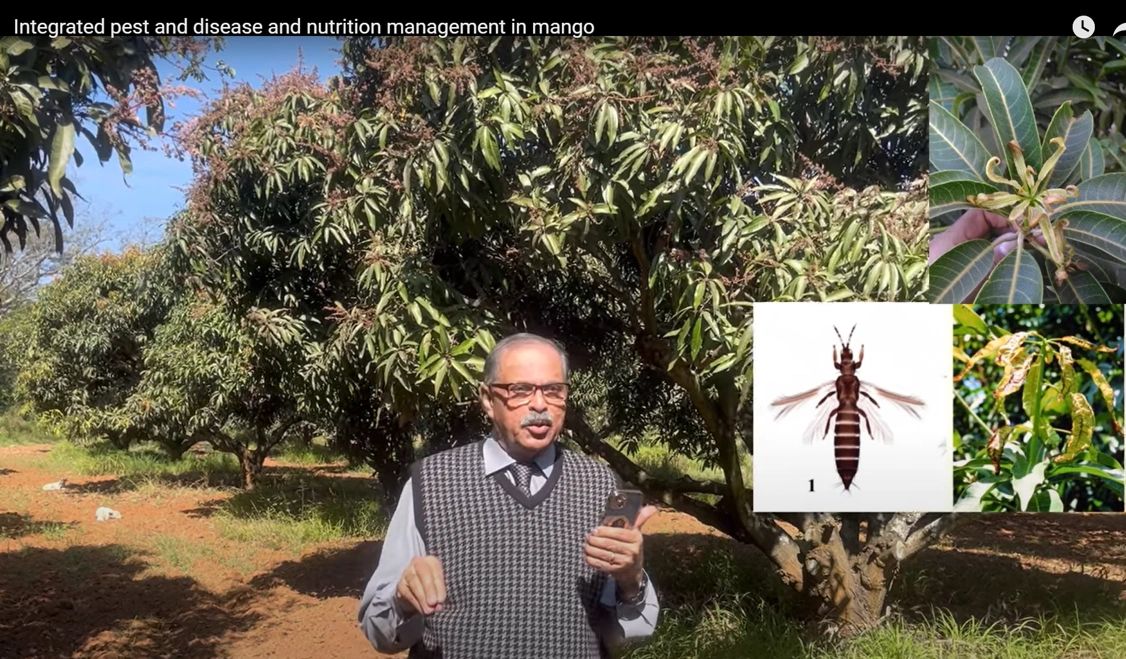 Integrated disease and pest management in Mango