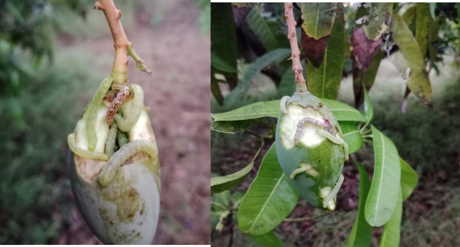 Mango on Fire! Who is to Douse?