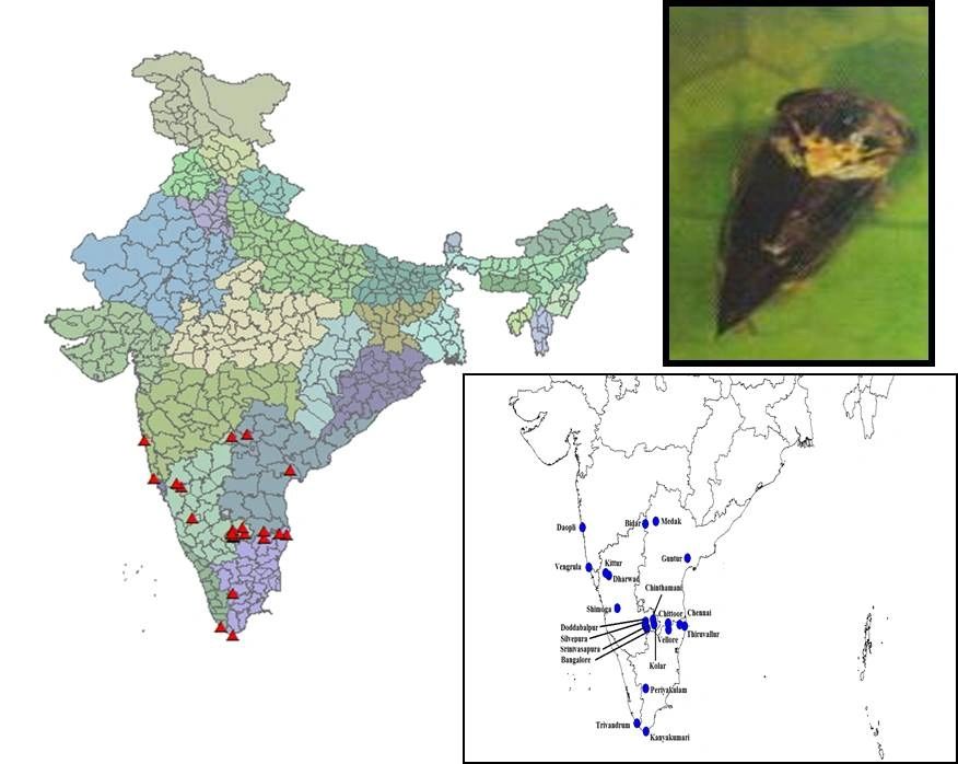 Insect mapping a dynamic process, a prerequisite for expeditions