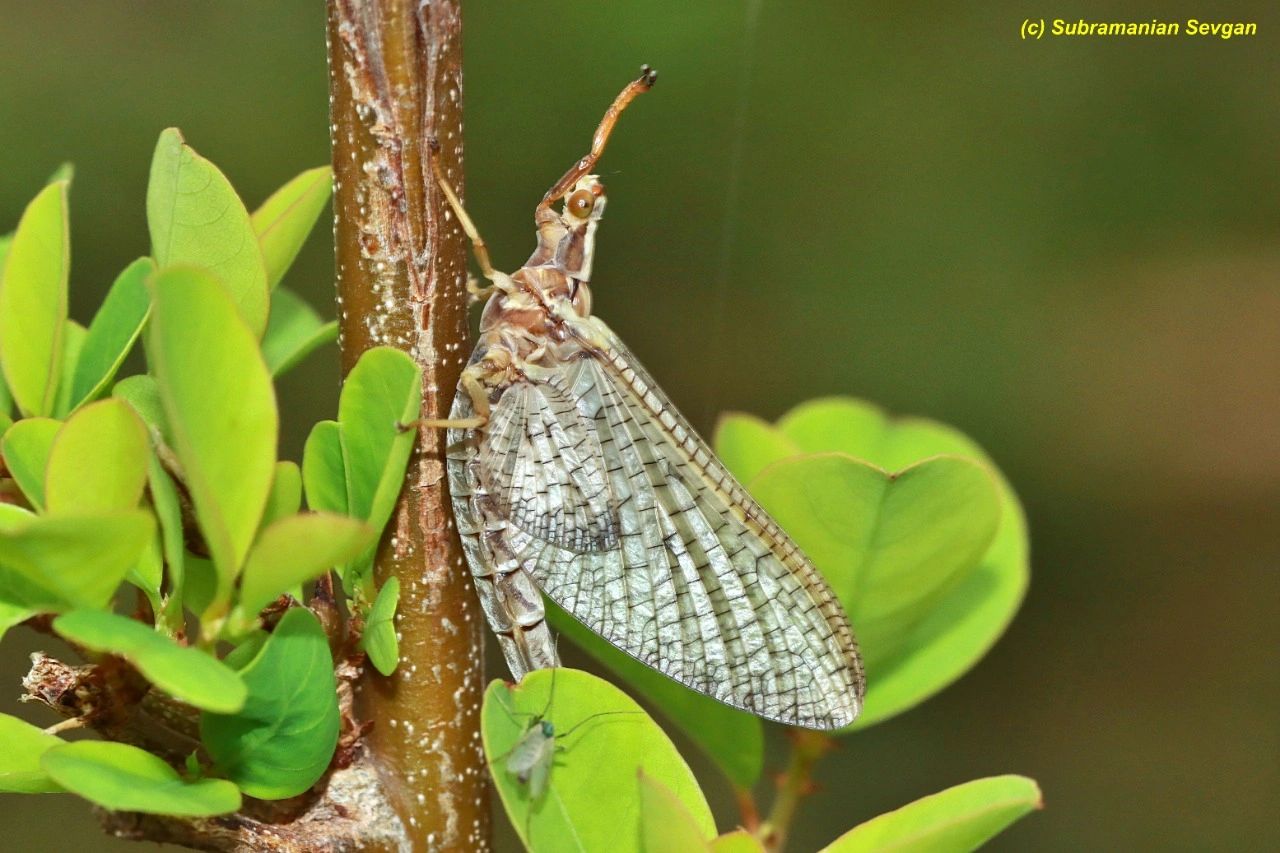 Mayfly- an insect enigma group!