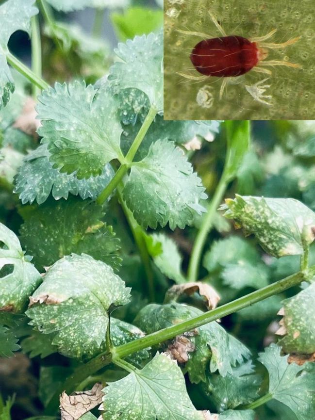 The might of the mite