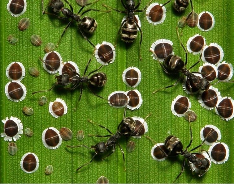 Palm Aphid on Coconut and Ornamental Palms