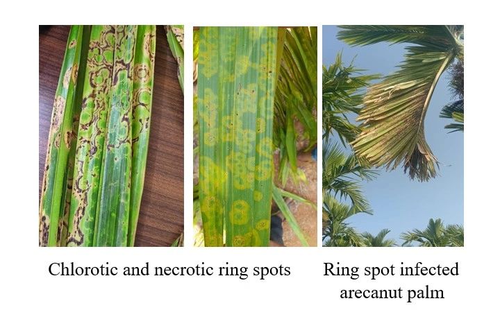 Ring Spot Virus Disease in Karnataka and Assam on Arecanut