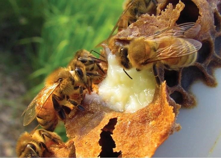 First Bee Vaccine: Royal Jelly to Queen to Larvae