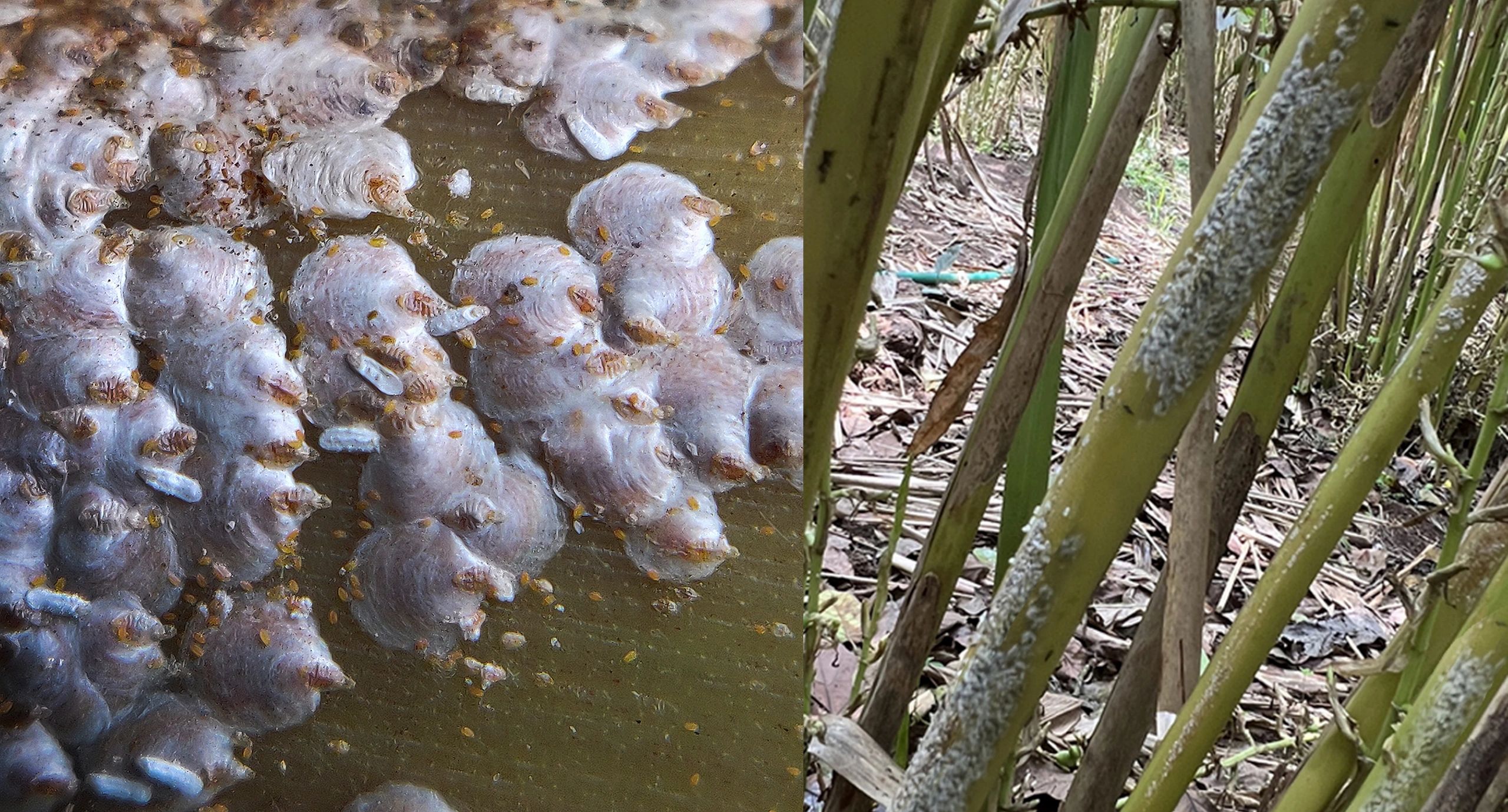 A New Insect to Science: Discovered on Cardamom